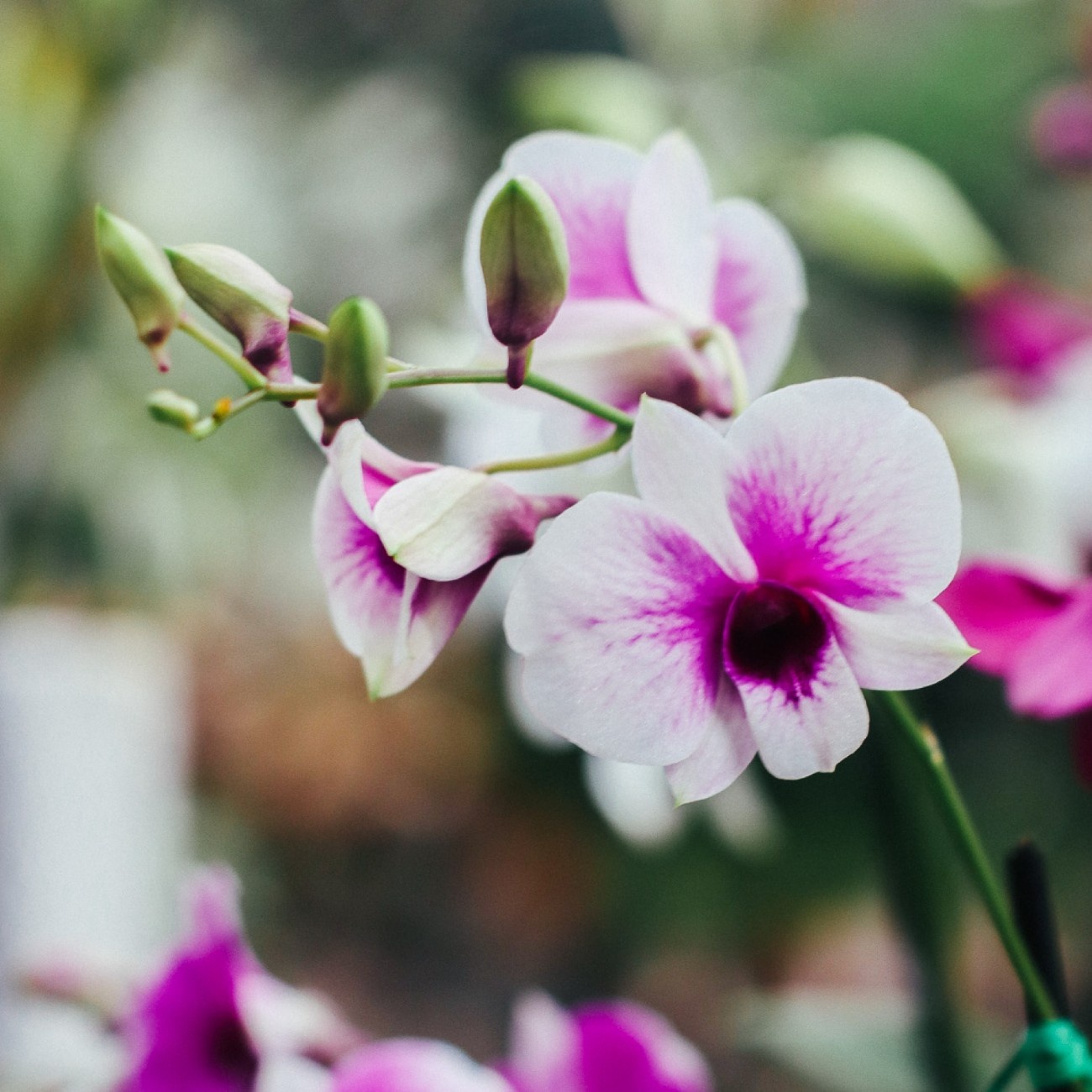 Houseplant Masterclass: Orchids for Beginners - McDonald Garden Center