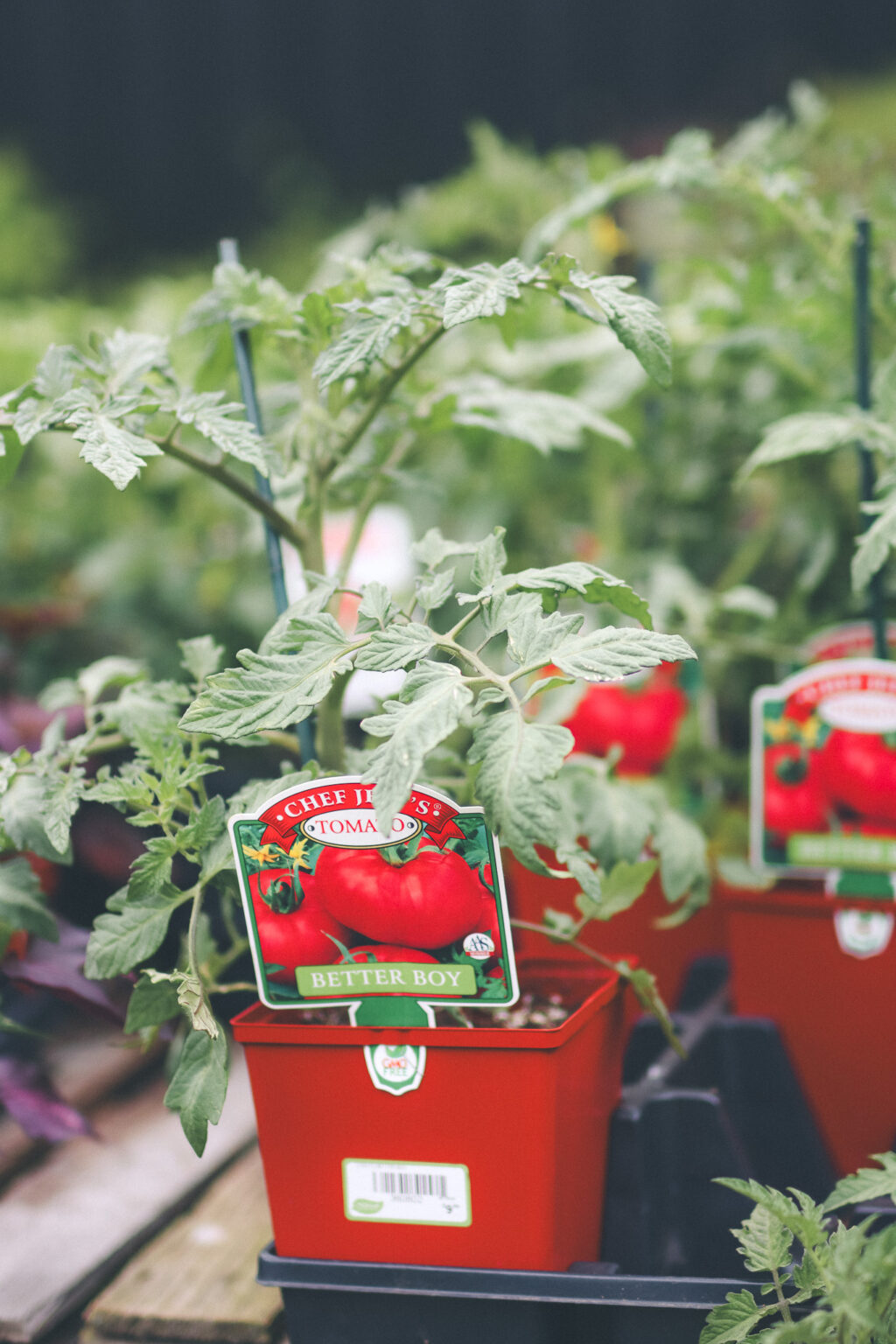Designing a Fall Garden with Pansies
