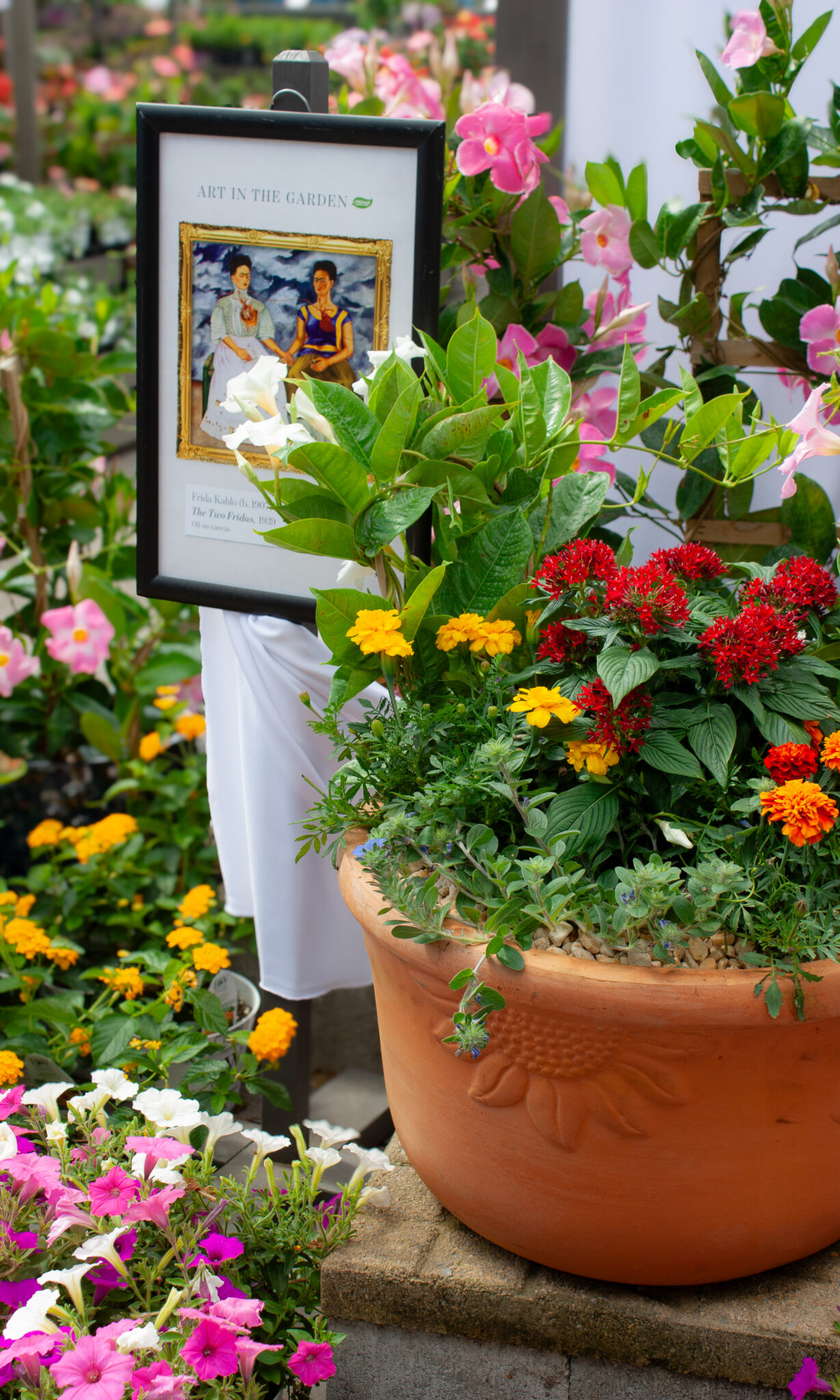 Everything You Need to Know About Geraniums