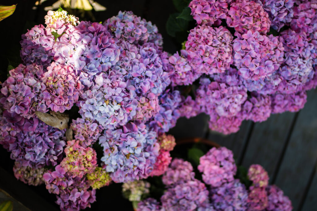 Edible Landscaping: How to Incorporate Fruit Trees into Your Design